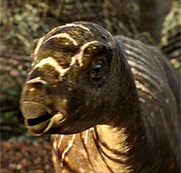 max. Größe (in Metern)